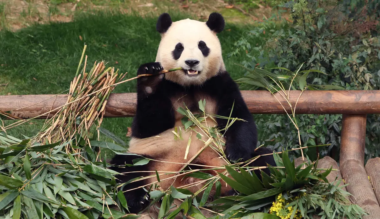 Berusia Empat Tahun, Fu Bao akan Dipindahkan ke Pusat Konservasi dan ...