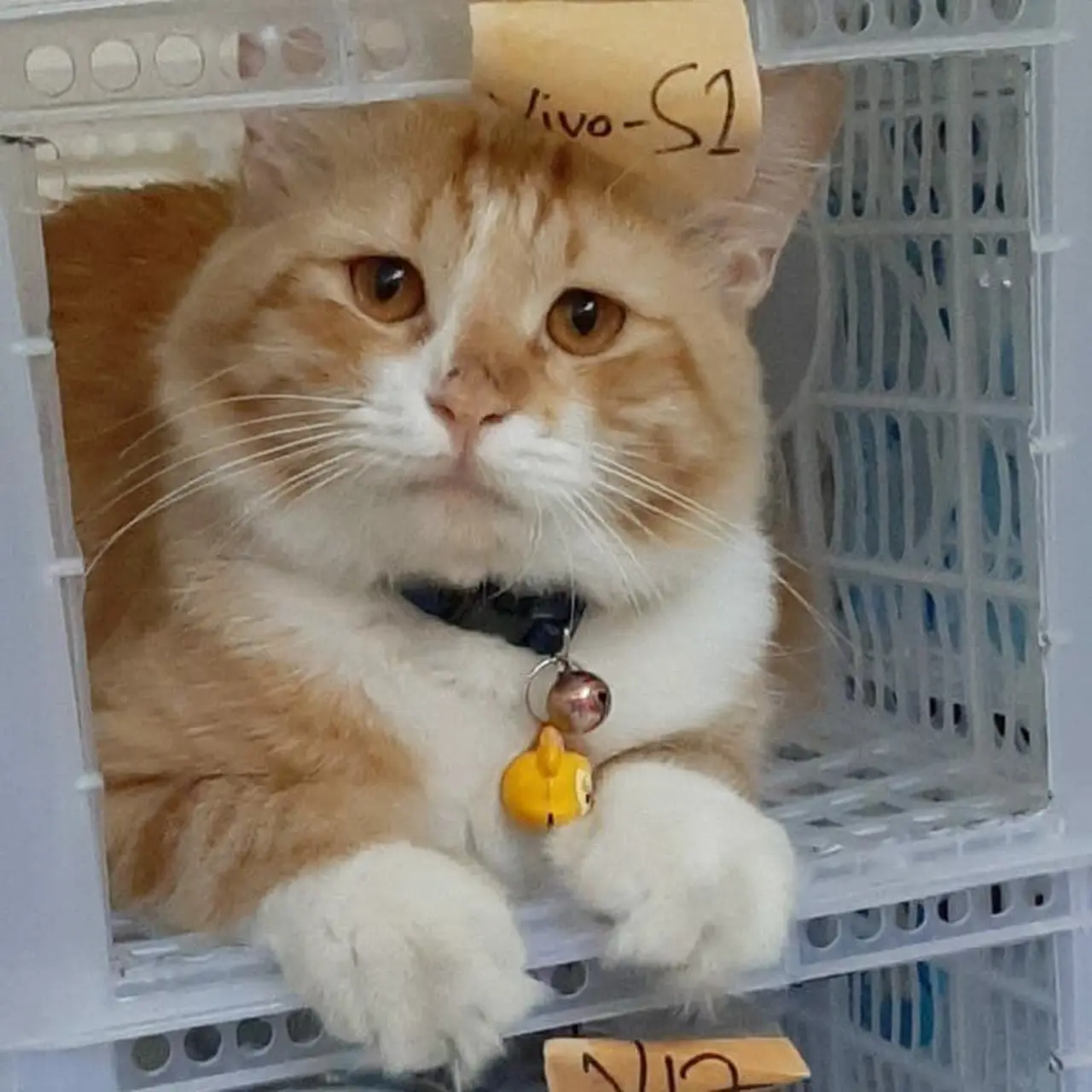 10 Potret Kucing Pasang Muka Melas Ini Bikin Kasihan - Hot Liputan6.com