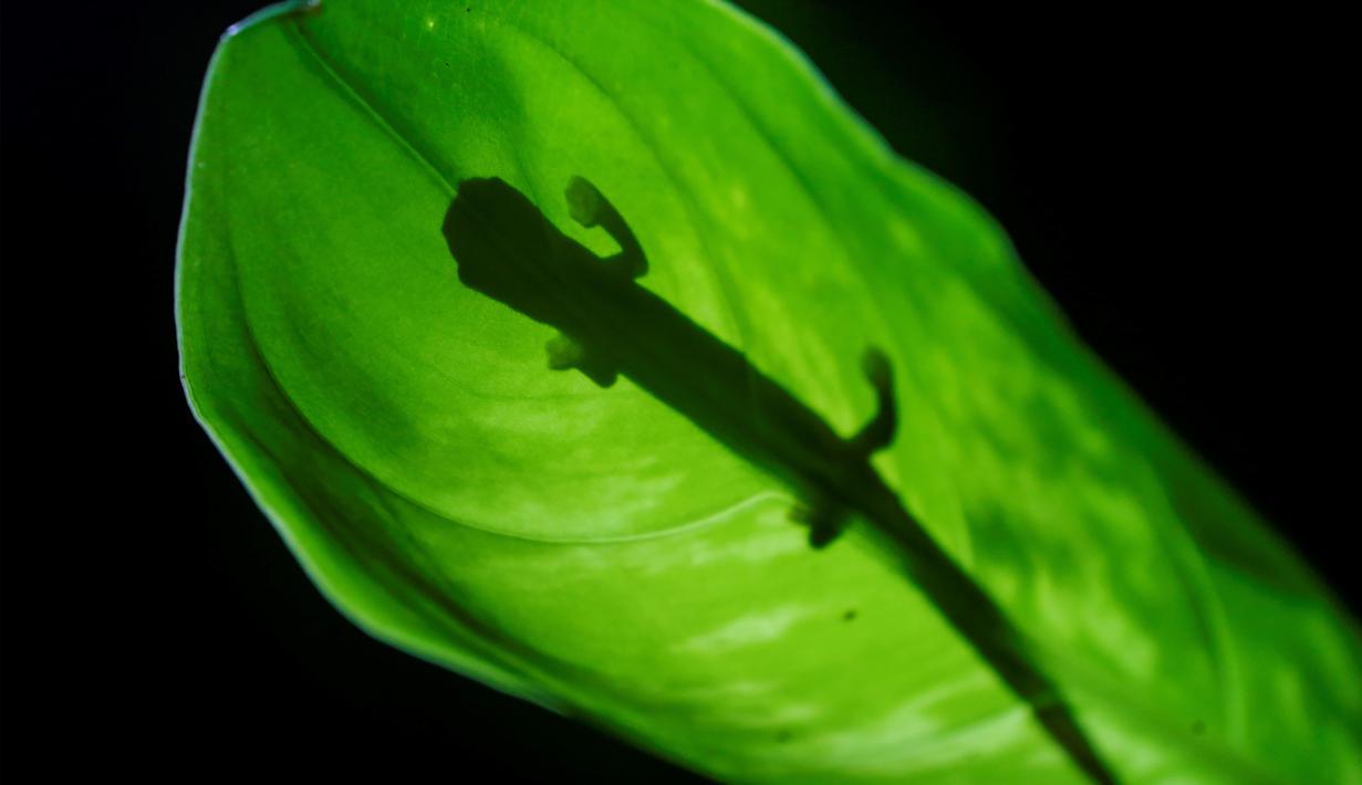 Melihat Salamander Mombacho yang Nyaris Punah di Nikaragua - Foto ...