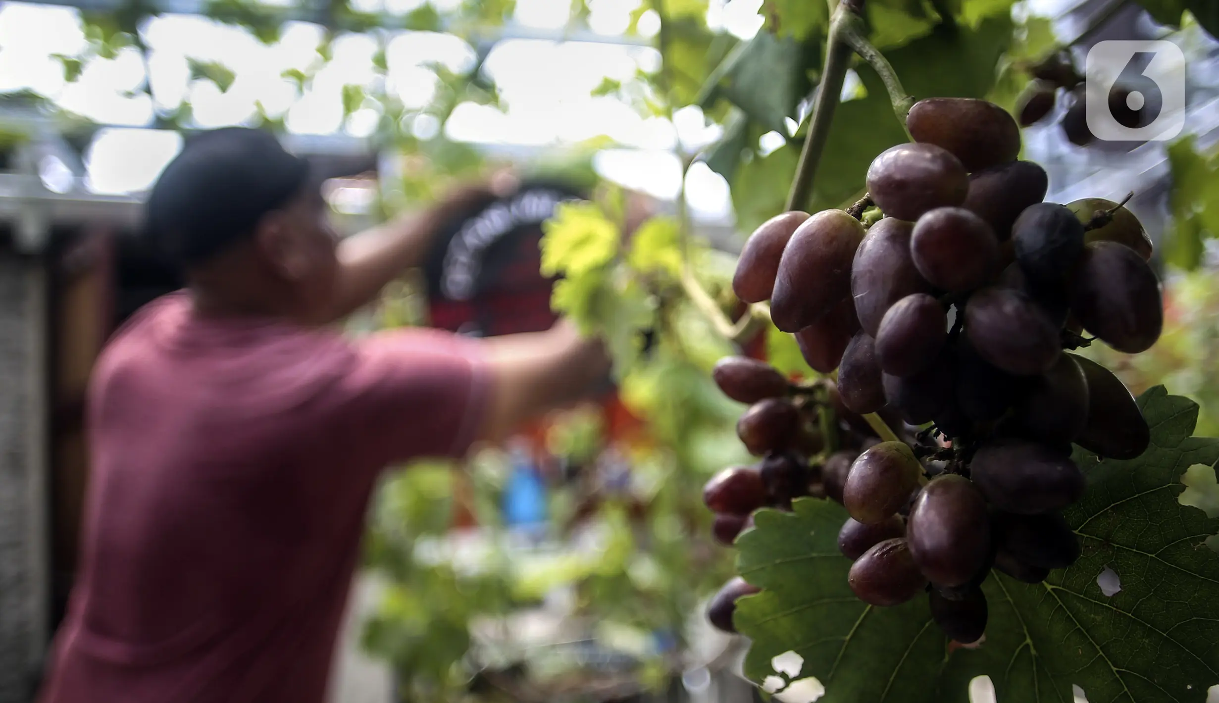 FOTO: Pengembangan Varietas Baru Anggur - Foto Liputan6.com