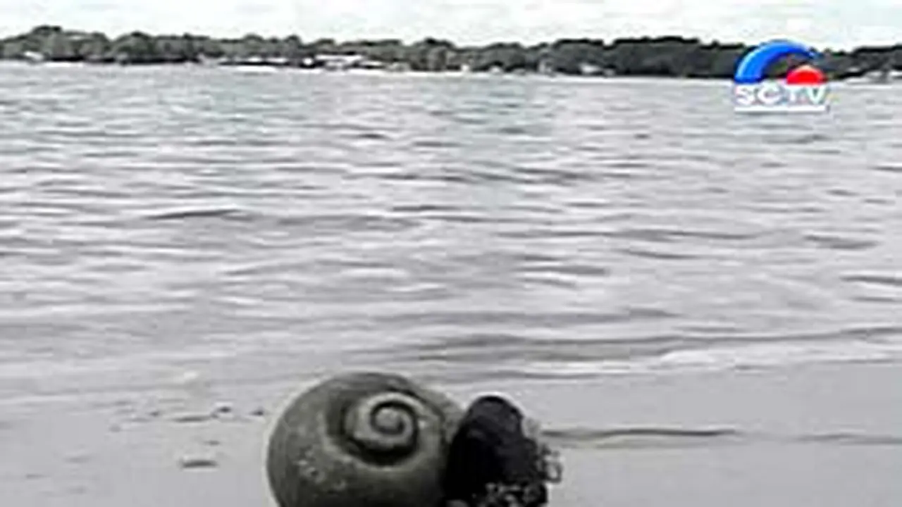 Ribuan Keong Raksasa Mengancam Ekosistem Danau Florida - Global ...