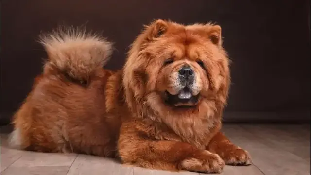 17 Jenis Anjing Peliharaan dari Asia, Kenali Karakternya - Hot Liputan6.com