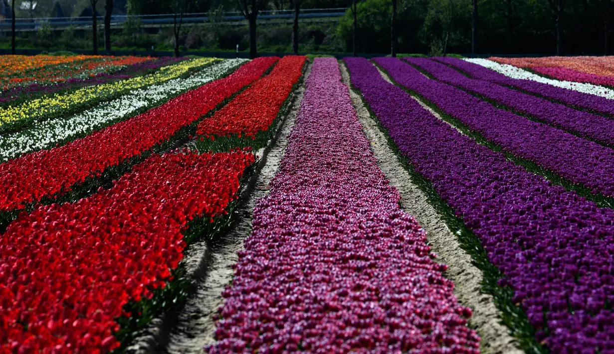 FOTO: Warna-warni Ladang Bunga Tulip di Jerman - Foto Liputan6.com