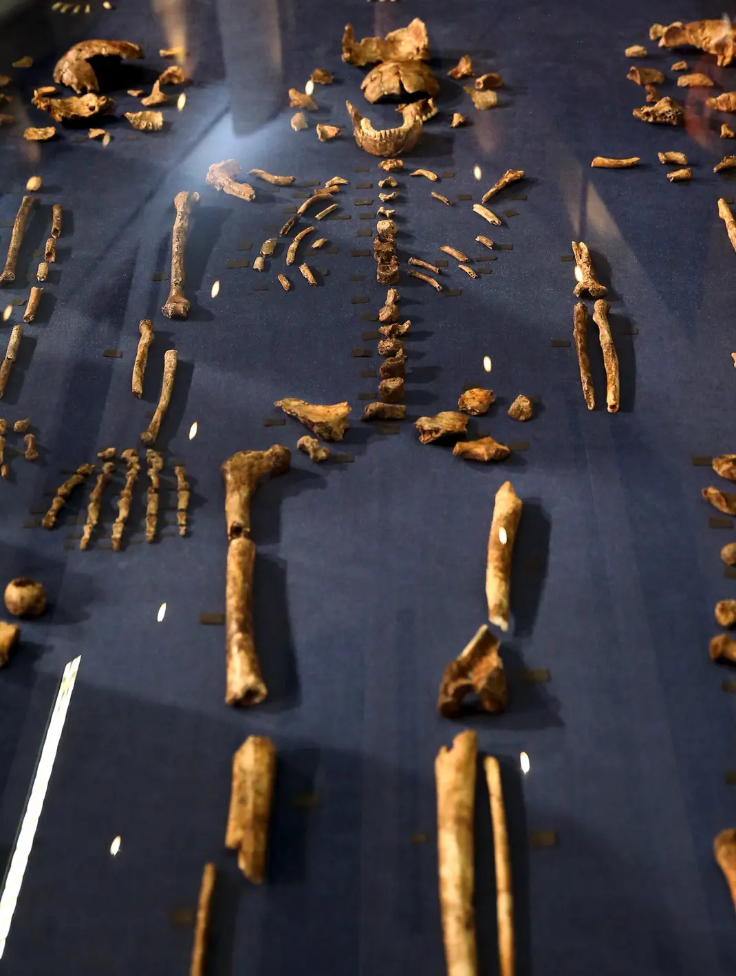Ini Homo Naledi, Fosil Purba Mirip Manusia yang Ditemukan di Afsel ...