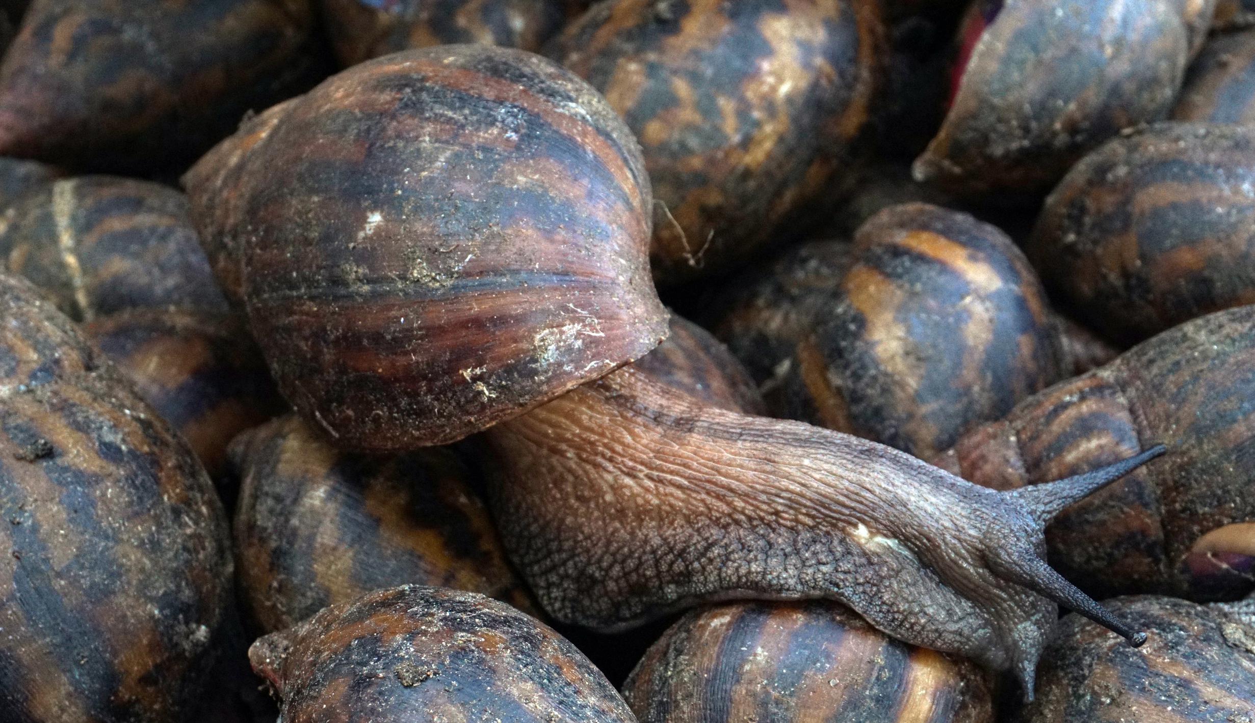 Siput Jadi Bahan Makanan di Pantai Gading