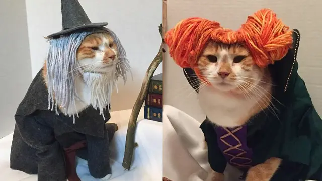 10 Potret Kucing Cosplay Jadi Ikon Sastra dan Film, Bikin Gemas ...