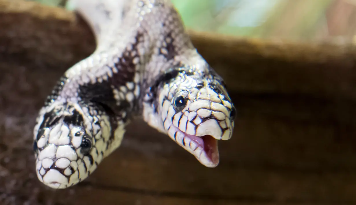 FOTO: Melihat Ular Kepala Dua Berusia 17 Tahun di Swiss - Foto Liputan6.com