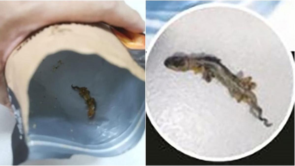 6 Potret Penemuan Cicak Mati di Makanan Ini Bikin Hilang Nafsu Makan ...