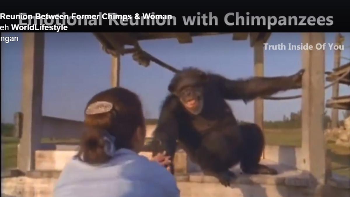 Reuni Simpanse dan Pengasuhnya Setelah 18 Tahun Berpisah - Citizen6 ...