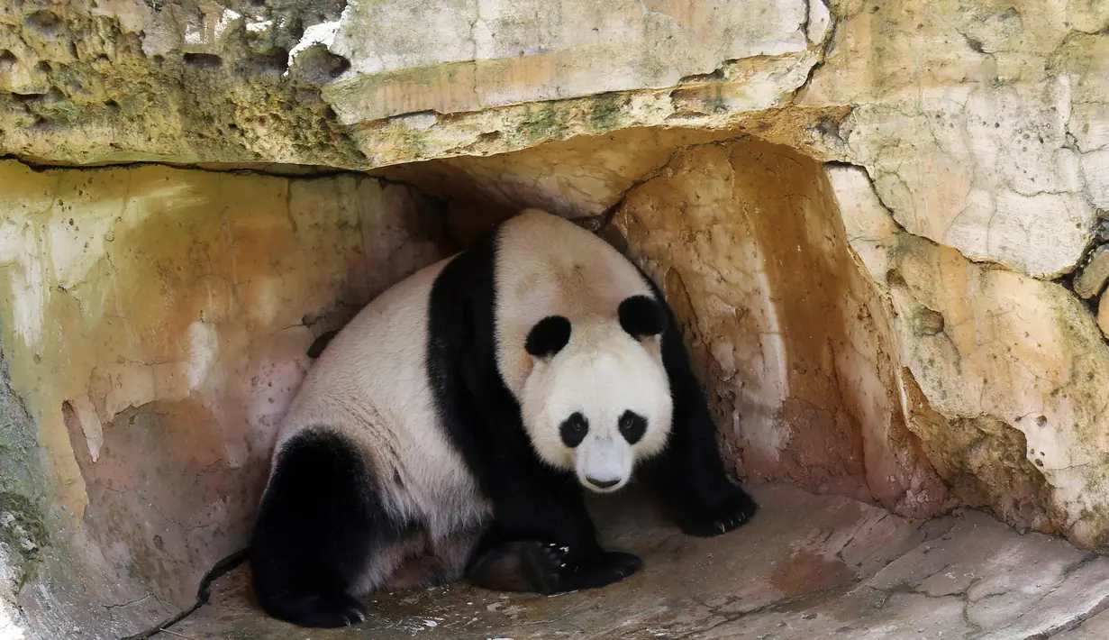 PHOTO: Tingkah Menggemaskan Dua Panda China di Taman Safari Indonesia ...