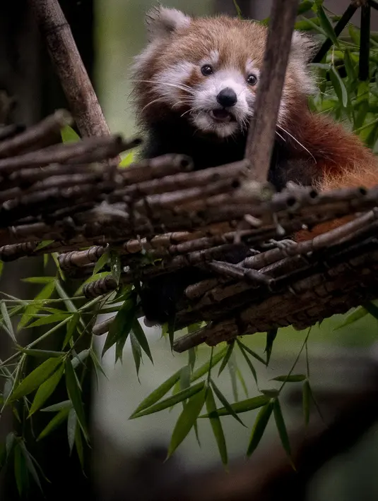 Panda Merah Imut Menjadi Daya Tarik Baru di Kebun Binatang Lisbon ...