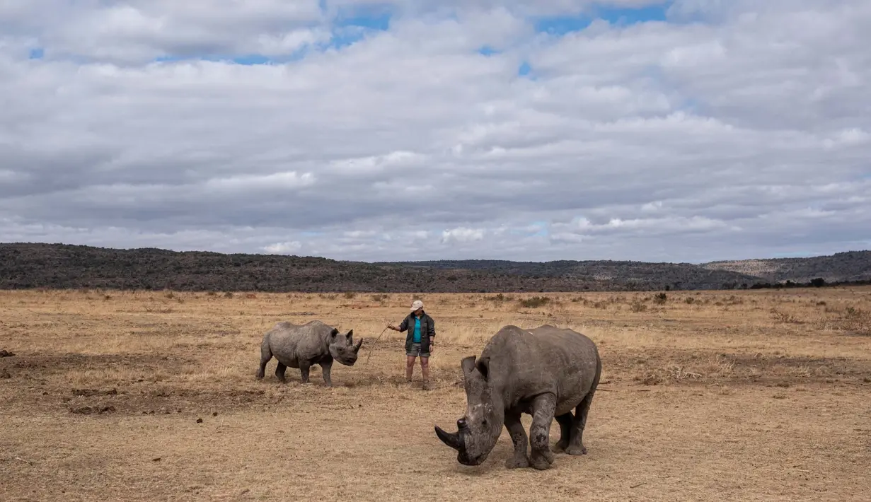 Cegah Perburuan Liar, Badak di Afrika Selatan Disuntik Radioisotop ...