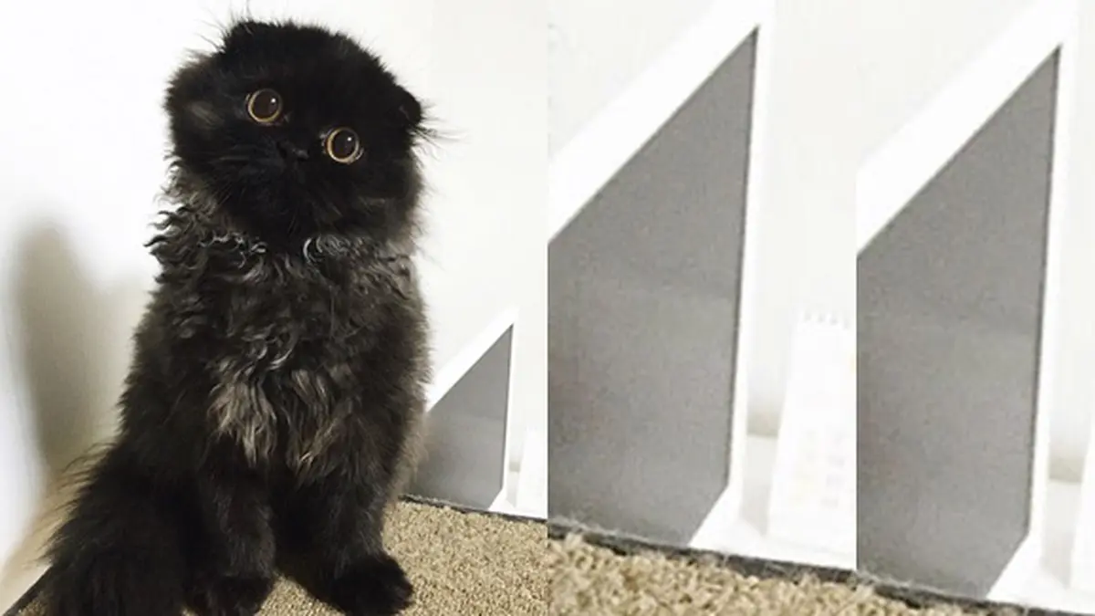 Potret Cakep Gimo: Kucing Dengan Mata Super Besar dan Bulat - Photo ...