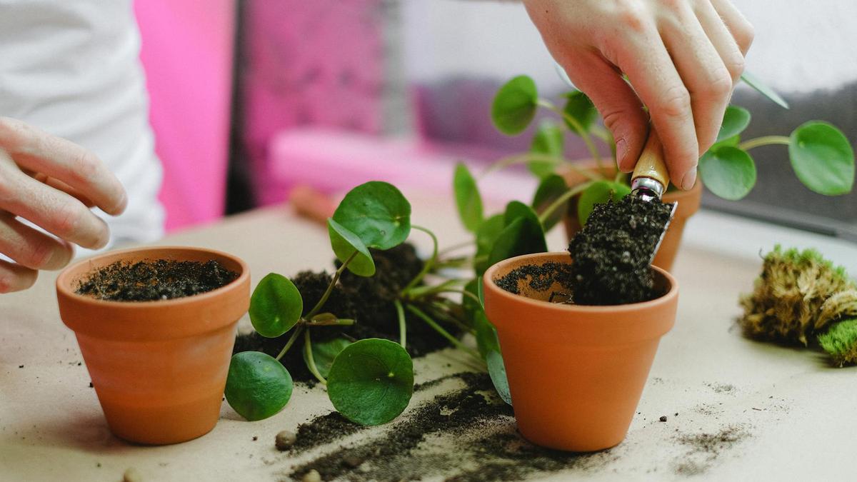How to Repot a Plant Correctly and 7 Signs That Your Plant Need a New Home