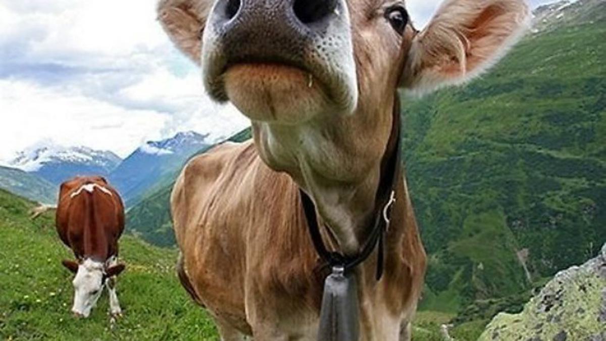 Urine Sapi untuk Pupuk Cair - Regional Liputan6.com