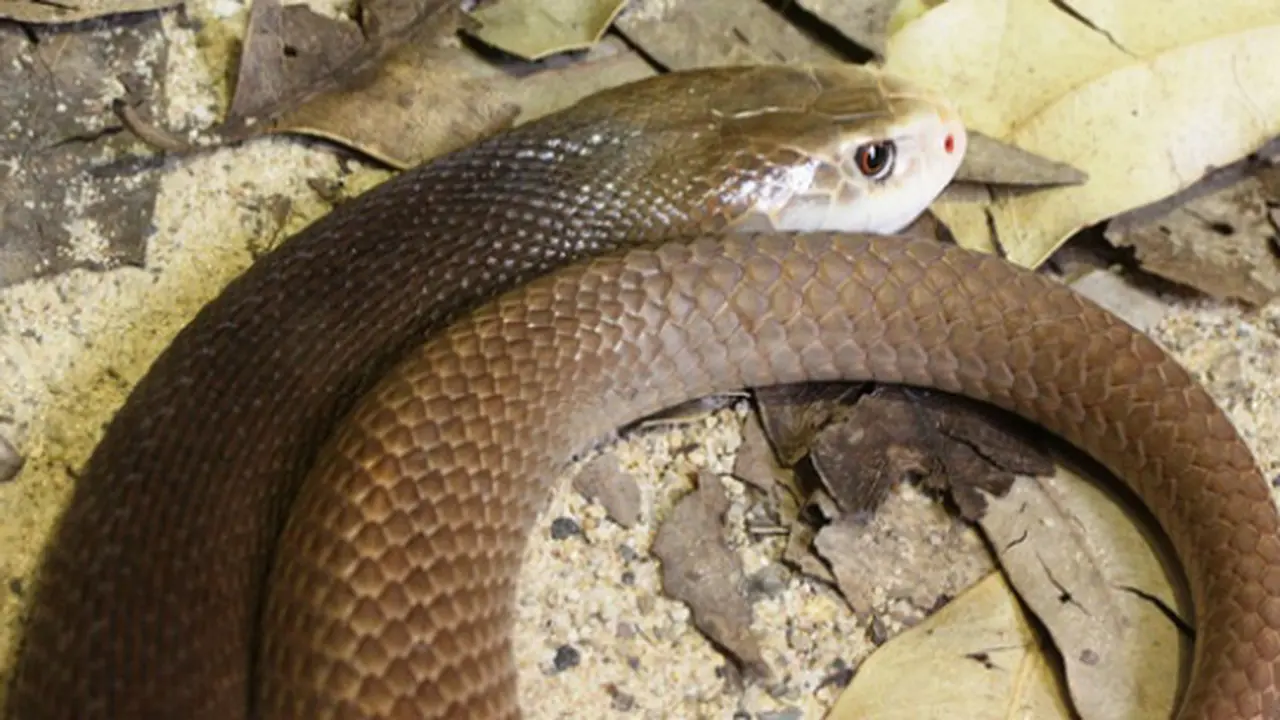 10 Ular Paling Berbisa di Muka Bumi - Citizen6 Liputan6.com