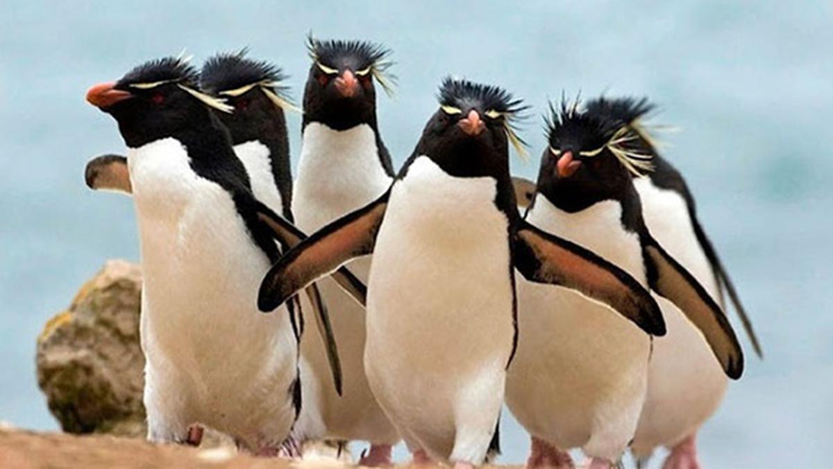 Berpose Super Cute Saat Difoto - Gerombolan Hewan Ini Bikin Gemas ...