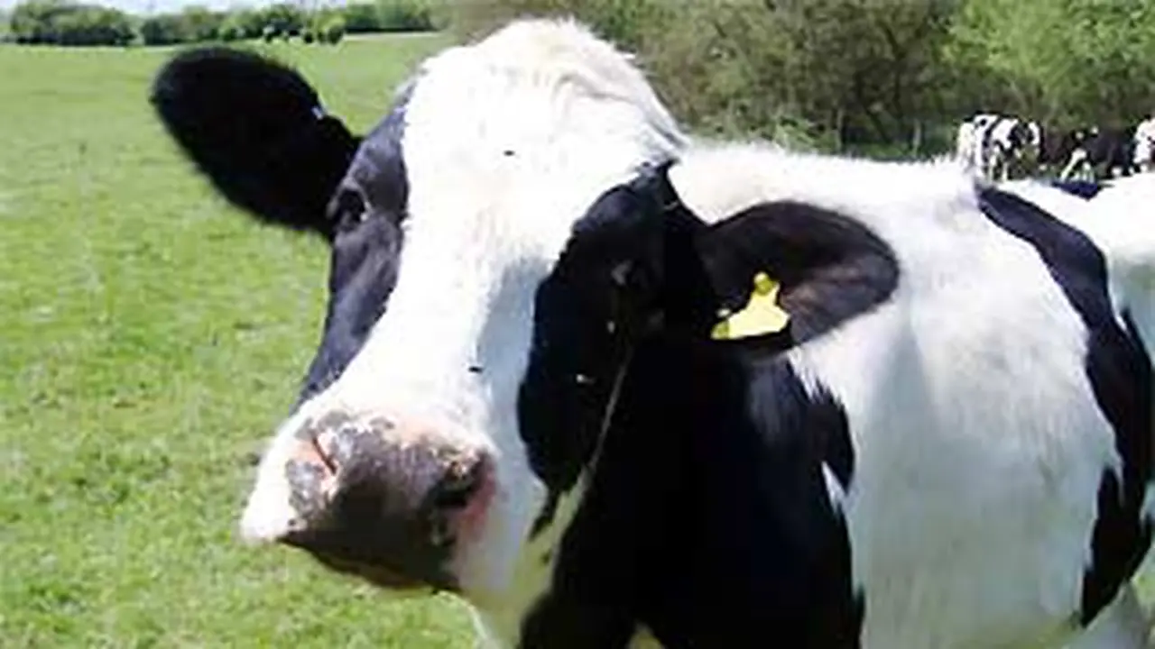 Wah, Sapi Transgenik Memproduksi ASI - Tekno Liputan6.com