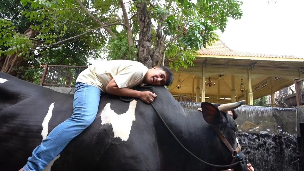 Potret Irfan Hakim Naik Sapi Kurban, Ukurannya tak Kalah dengan Kurban ...