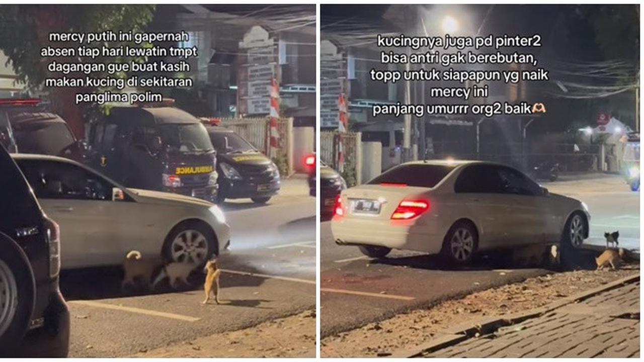 Viral Kucing Selalu Tunggu Mobil Putih Datang Memberinya Makan, Sudah ...