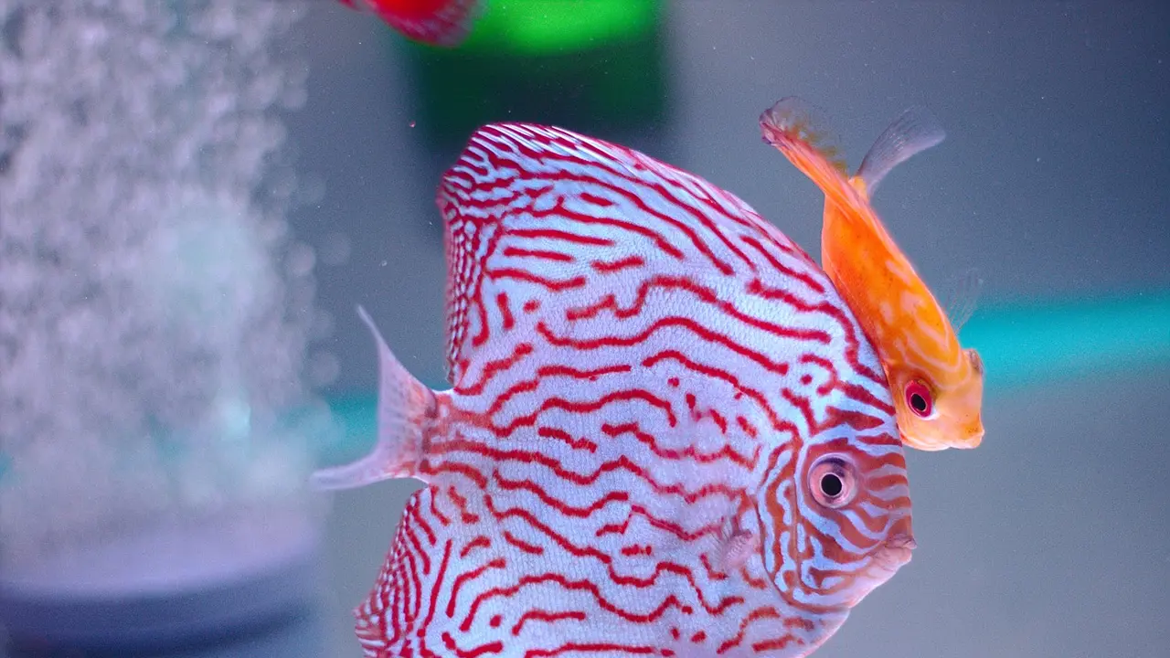 15 Jenis Ikan Hias Mahal di Dunia, Ada yang Sampai 8 Miliar - Hot ...