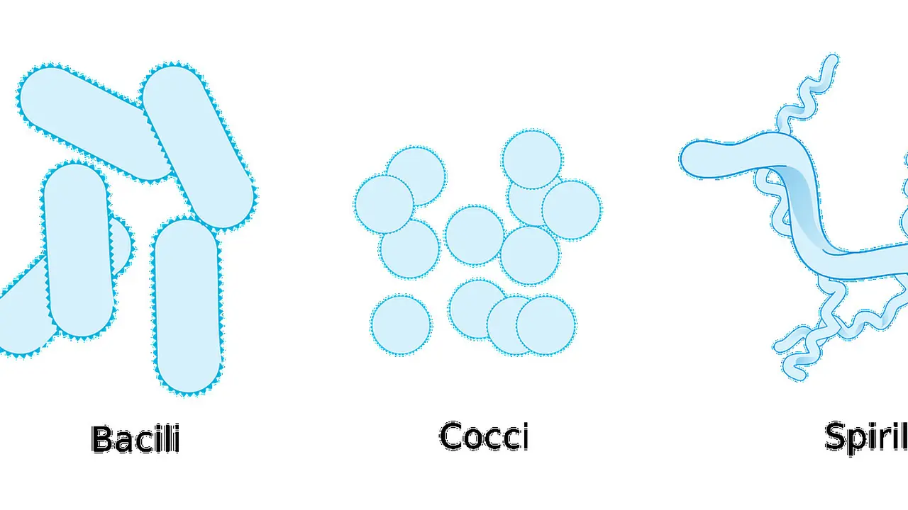 5 Jenis-jenis Bakteri Beserta Contohnya yang Perlu Dipahami - Hot ...