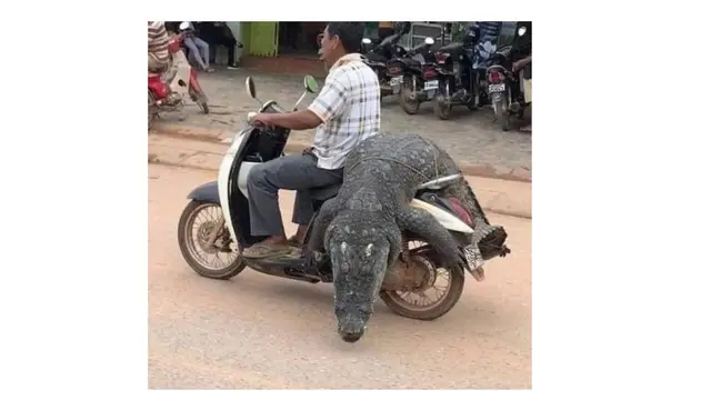 6 Potret Orang Bonceng Hewan Pakai Motor Ini Bikin Melongo - Hot ...