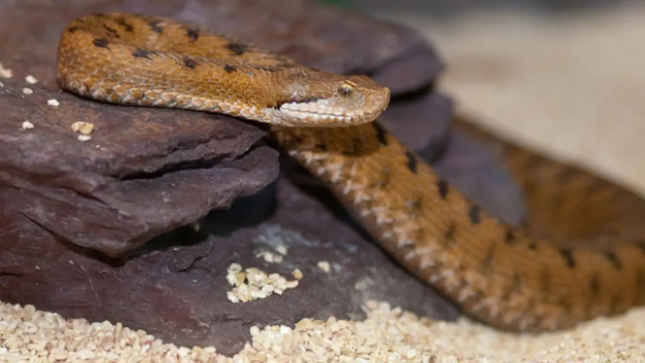 10 Ular Paling Berbisa di Muka Bumi - Citizen6 Liputan6.com