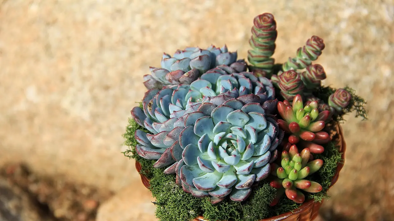 6 Jenis Sukulen yang Mudah Dirawat sebagai Tanaman Hias - Lifestyle ...