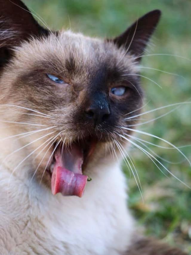 6 Ekspresi Kucing Menguap Ngantuk Ini Bikin Gemas Lihatnya - Hot ...