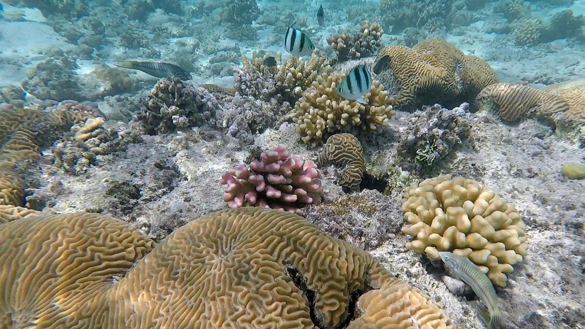 FOTO: Pesona Keindahan Perairan Laut Merah Arab Saudi - Foto Liputan6.com