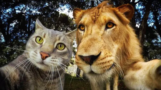 6 Pose Selfie Kucing Ini Bikin Gemes, Ekspresinya Lucu - Hot Liputan6.com