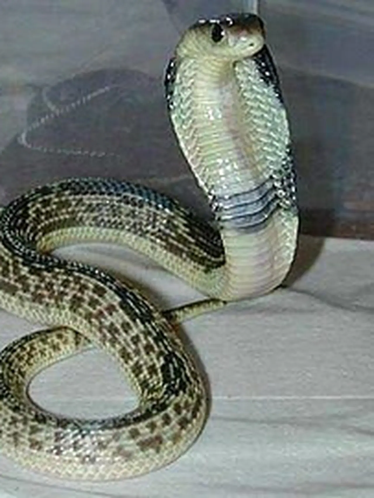 Jenis Ular yang Sering Ditemukan di Kebun Rumah Tropis, Berbisa dan ...