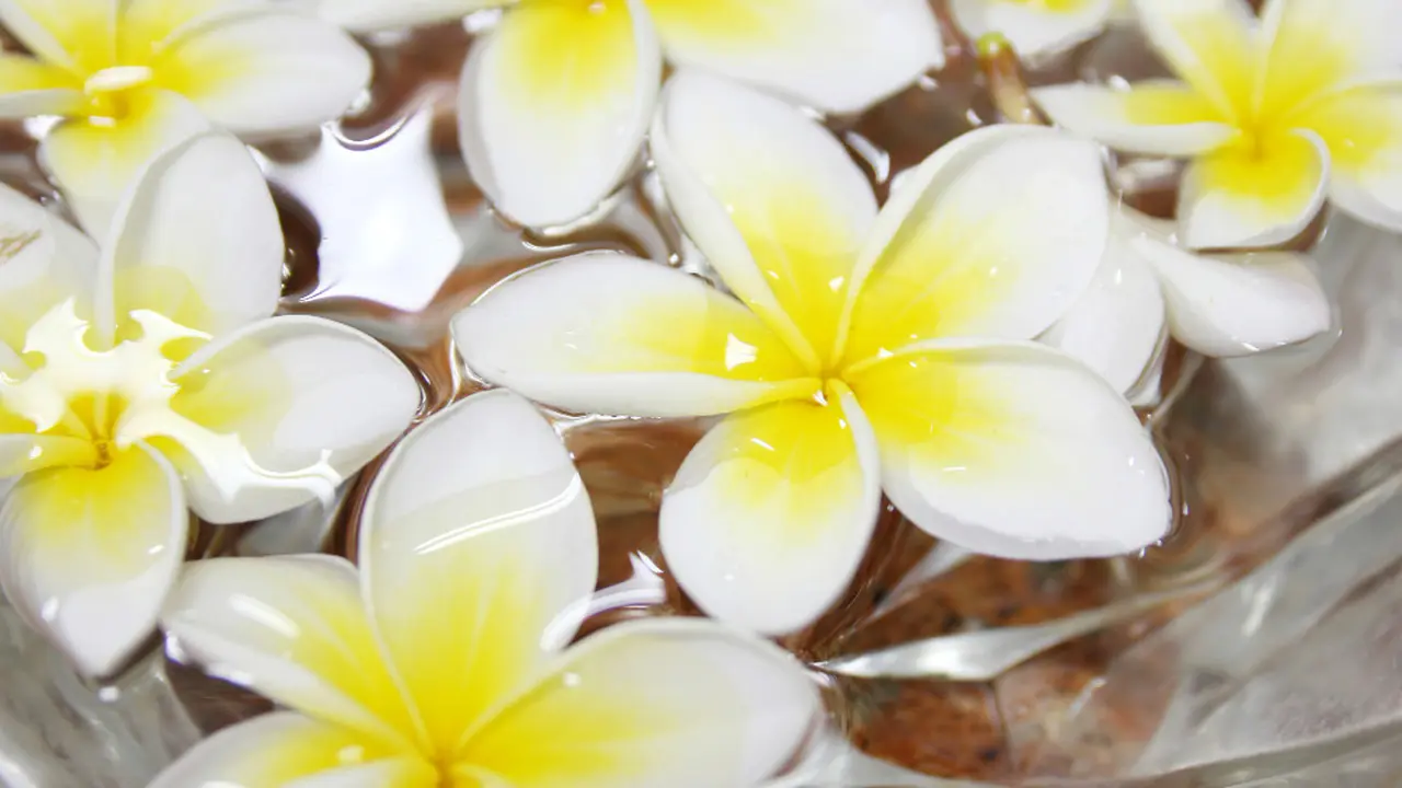 Arti Mitos Menemukan Bunga Kemboja Kelopak Empat di Kuburan - Ragam ...