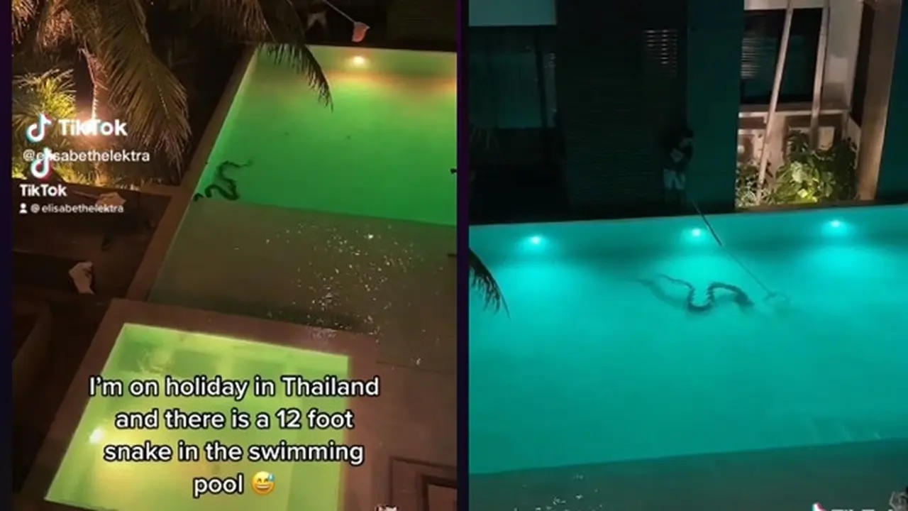 Viral Penampakan Ular di Kolam Renang Hotel Ini Bikin Merinding - Hot Liputan6.com