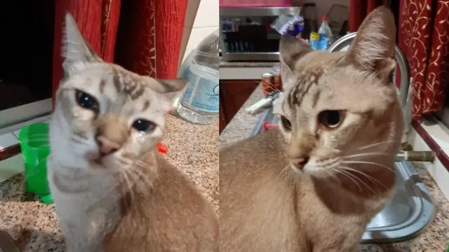 Duduk di Sebelah Tuannya yang Potong Bawang, Kucing Menangis Ini Viral ...