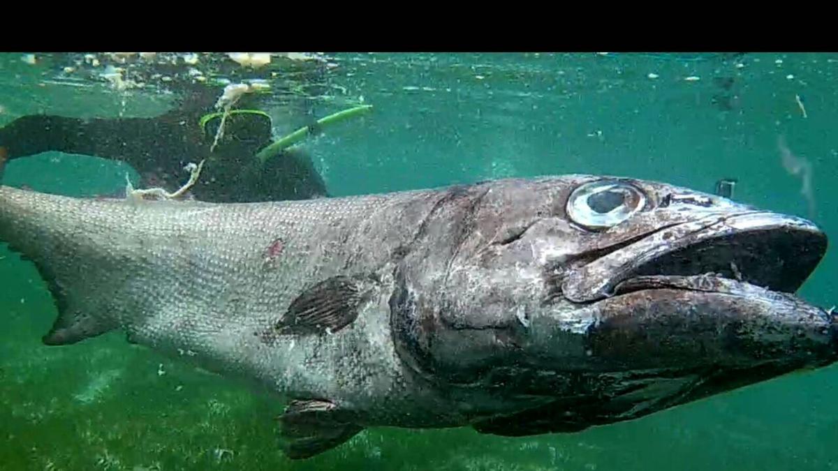 Istana Ikan Setan di Bawah Laut Pulau Kapoposan - Regional Liputan6.com