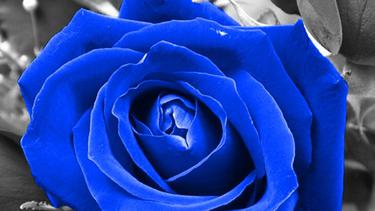 Paling Bagus 23+ Gambar Bunga Berwarna Biru - Gambar Bunga Indah