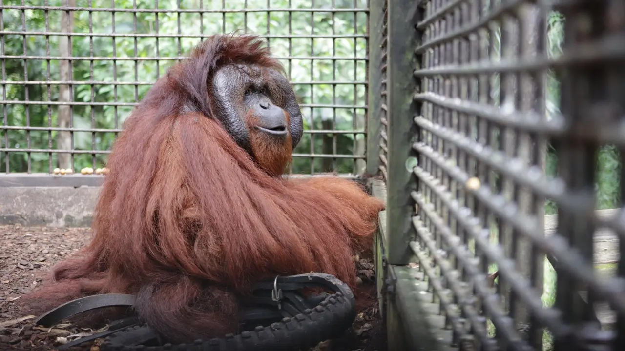 Lintasi Ribuan Kilometer, Kisah Perjalanan Panjang Dua Orang Utan ...