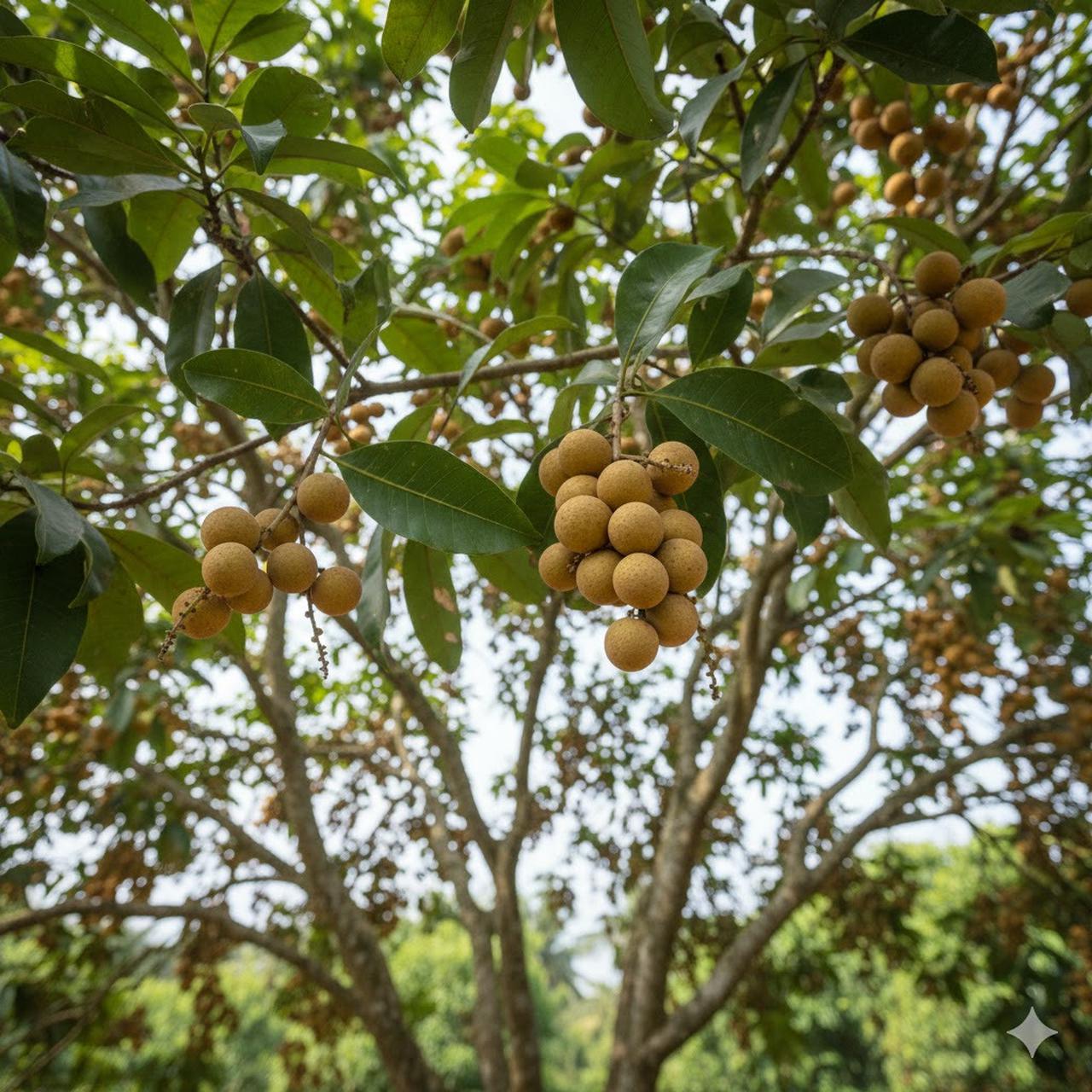 Cara Berongsong Buah Duku Agar Tidak Kena Hama dan Hasil Panen Optimal