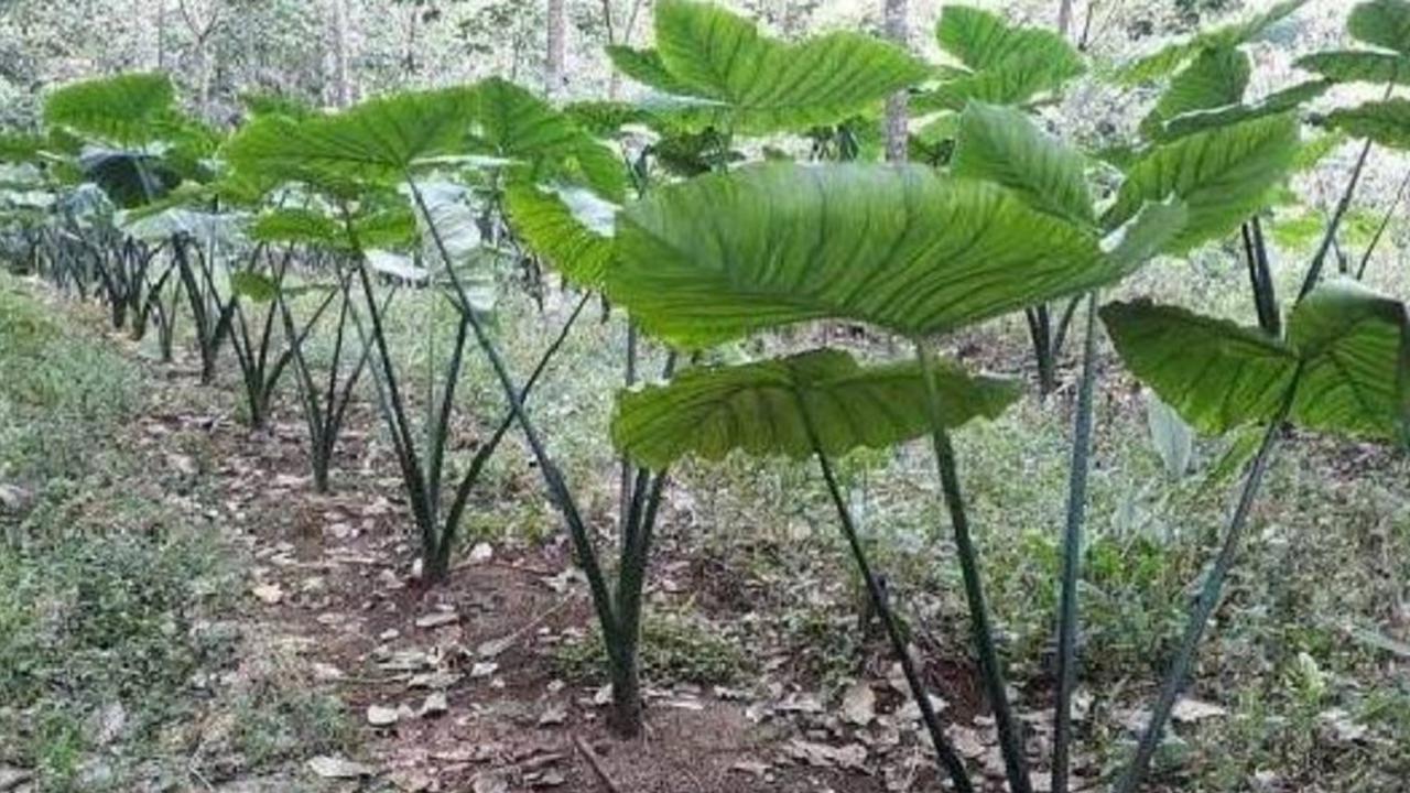 Lompong, Batang Talas yang Bernutrisi dan Kaya Manfaat