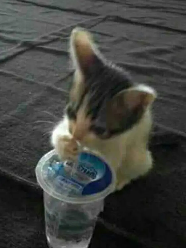 6 Tingkah Lucu Kucing Saat Minum Pakai Sedotan Ini Bikin Gemas - Hot ...