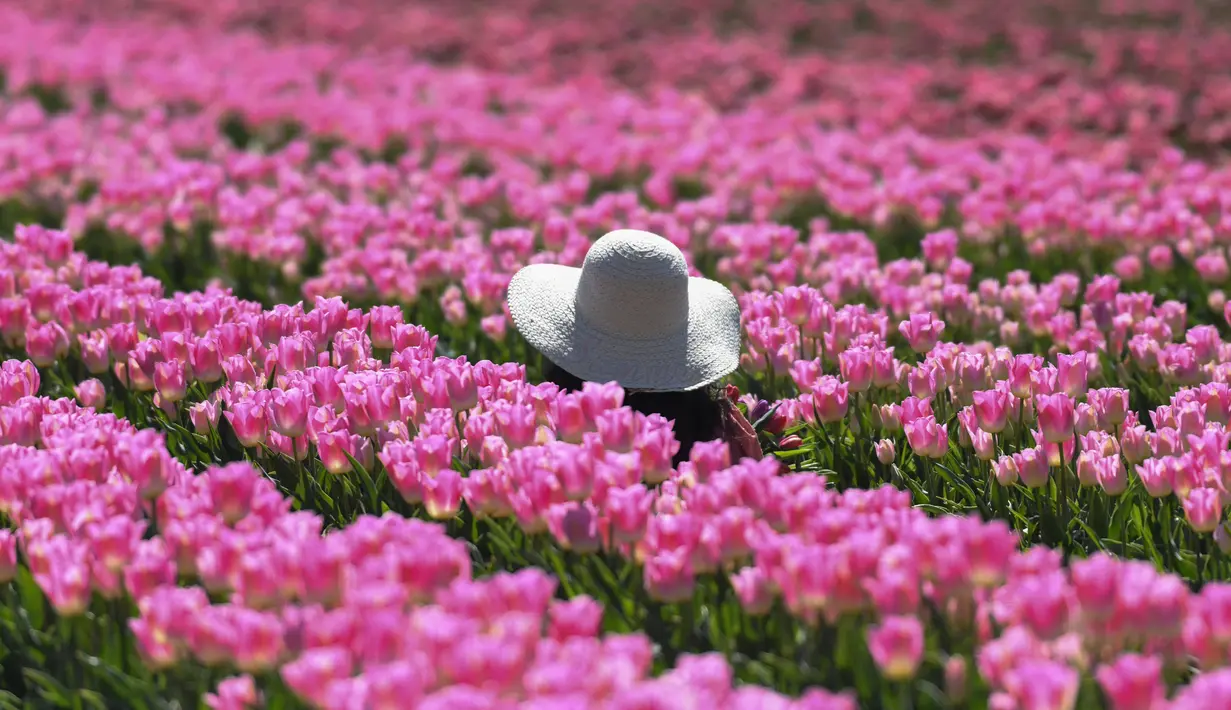FOTO: Terpikat Hamparan Tulip Bermekaran di Jerman - Foto Liputan6.com