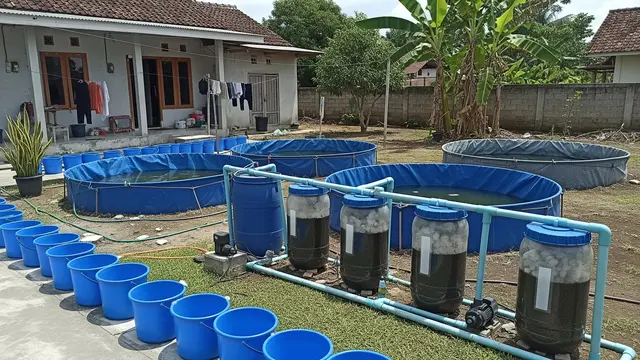 8 Ide Usaha Ternak Lele Modal Rp300 Ribu di Rumah dengan Panen Cepat ...