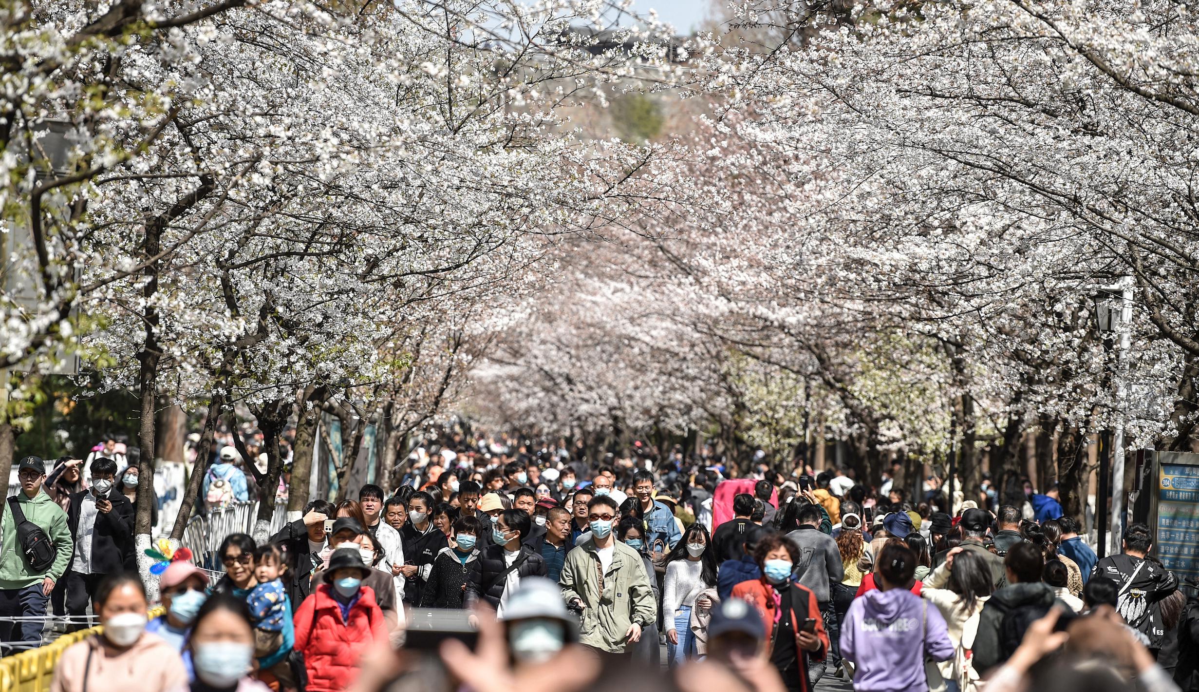 Saat Bunga Sakura Bermekaran di China