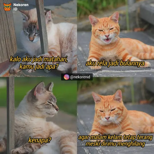 7 Meme Gombalan Kucing Oranye Ini Kocak Bikin Gemas - Hot Liputan6.com