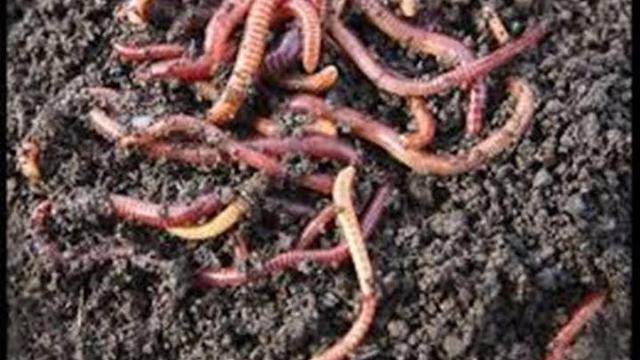 Ketahuilah, Ada 4 Jenis Cacing yang Sering Dijadikan Makanan - Citizen6 ...