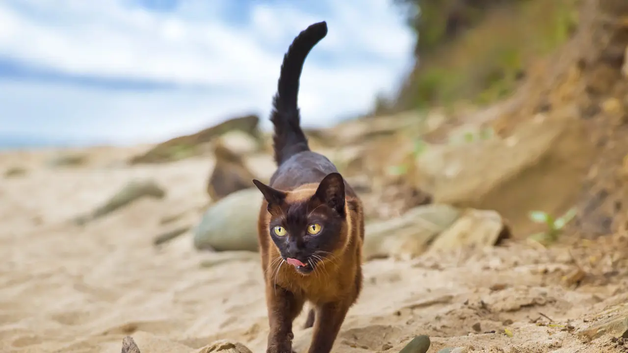 10 Jenis Kucing yang Mirip Anjing, Perhatikan Bentuk Fisiknya ...