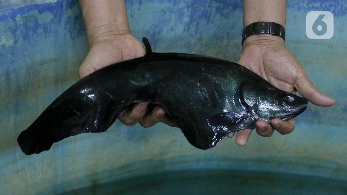 Melihat Konservasi Ikan Belida yang Terancam Punah - Foto Liputan6.com