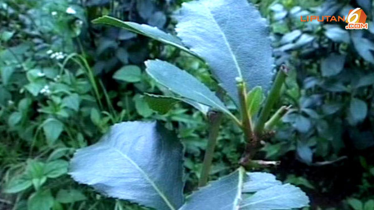 'Obat Kuat' Tanaman Khat di Puncak Dibasmi, Turis Arab Berkurang - News ...